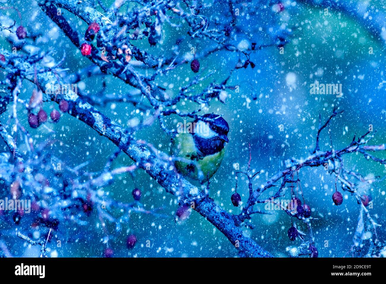Winter season and animals. Falling snow. Nature background Stock Photo ...