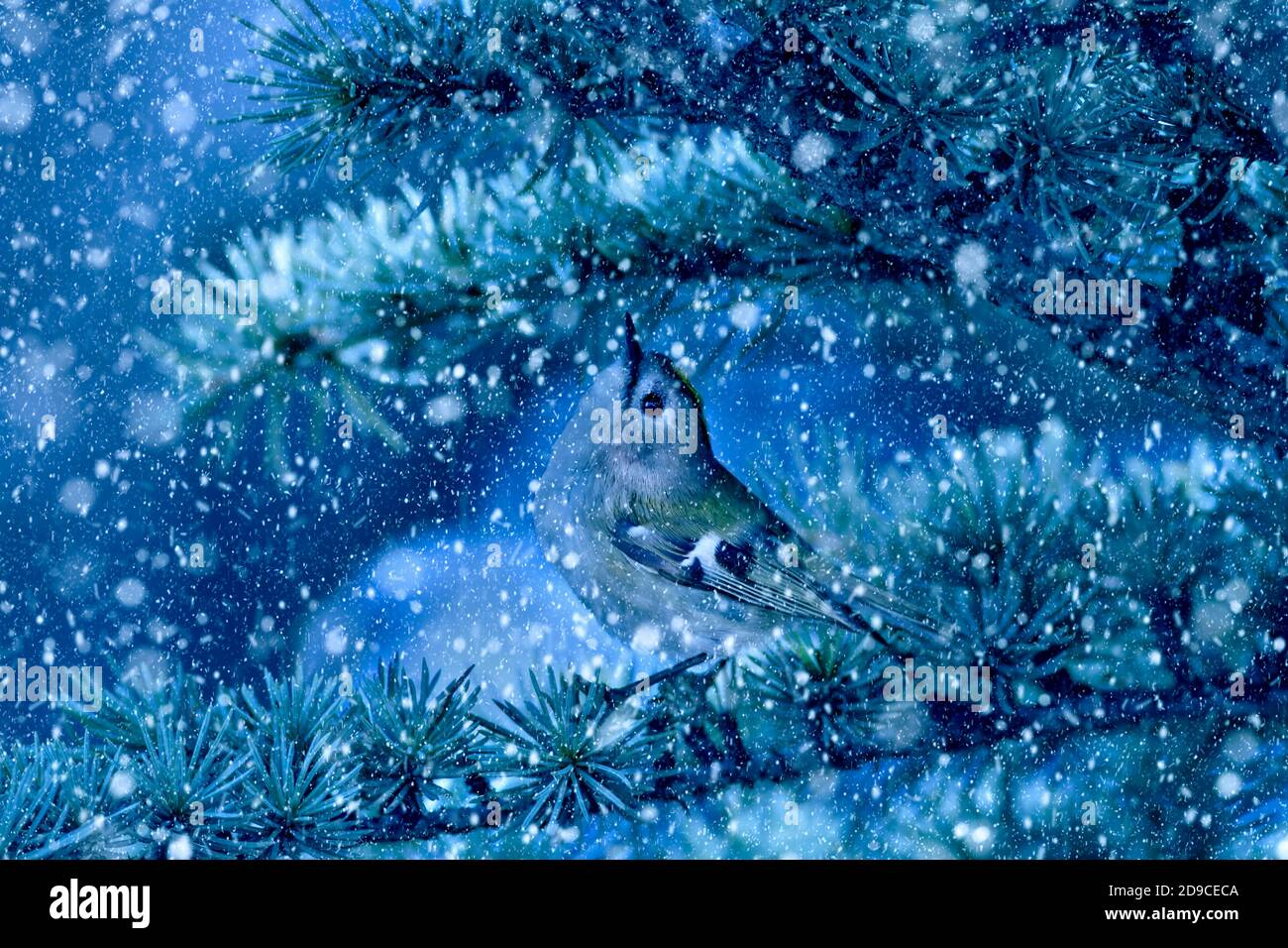 Winter season and animals. Falling snow. Nature background Stock Photo ...