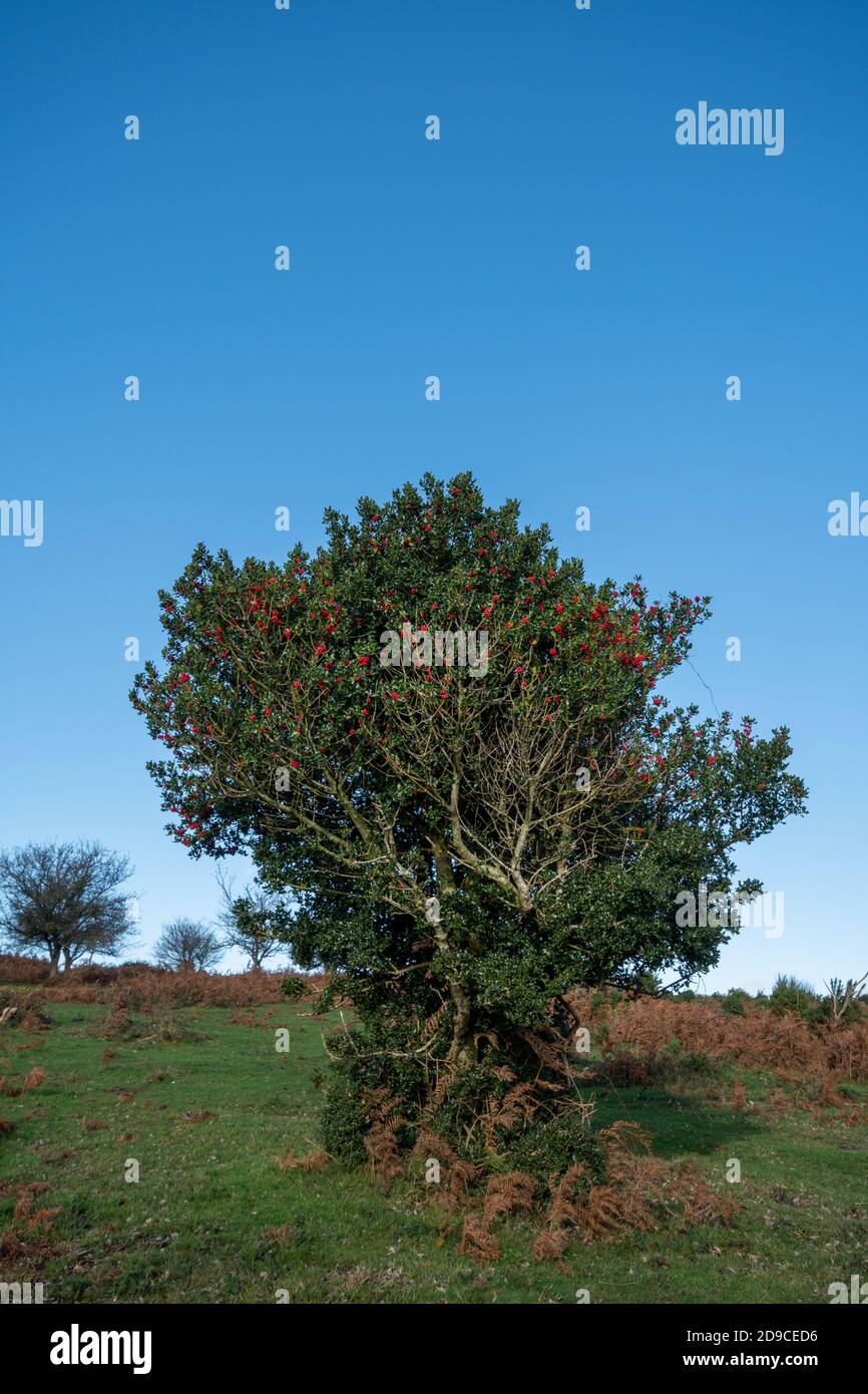 English holly tree hi-res stock photography and images - Alamy
