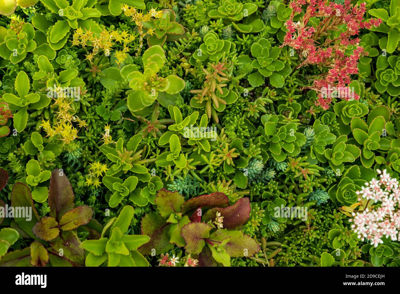 Many species of succulent plant photographed from above Stock Photo - Alamy