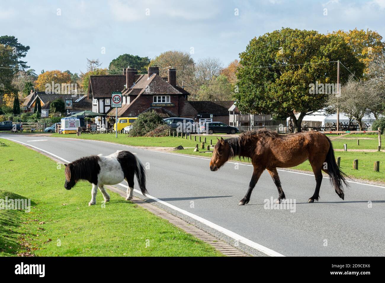 New Forest National Park Visit The New Forest | National Park