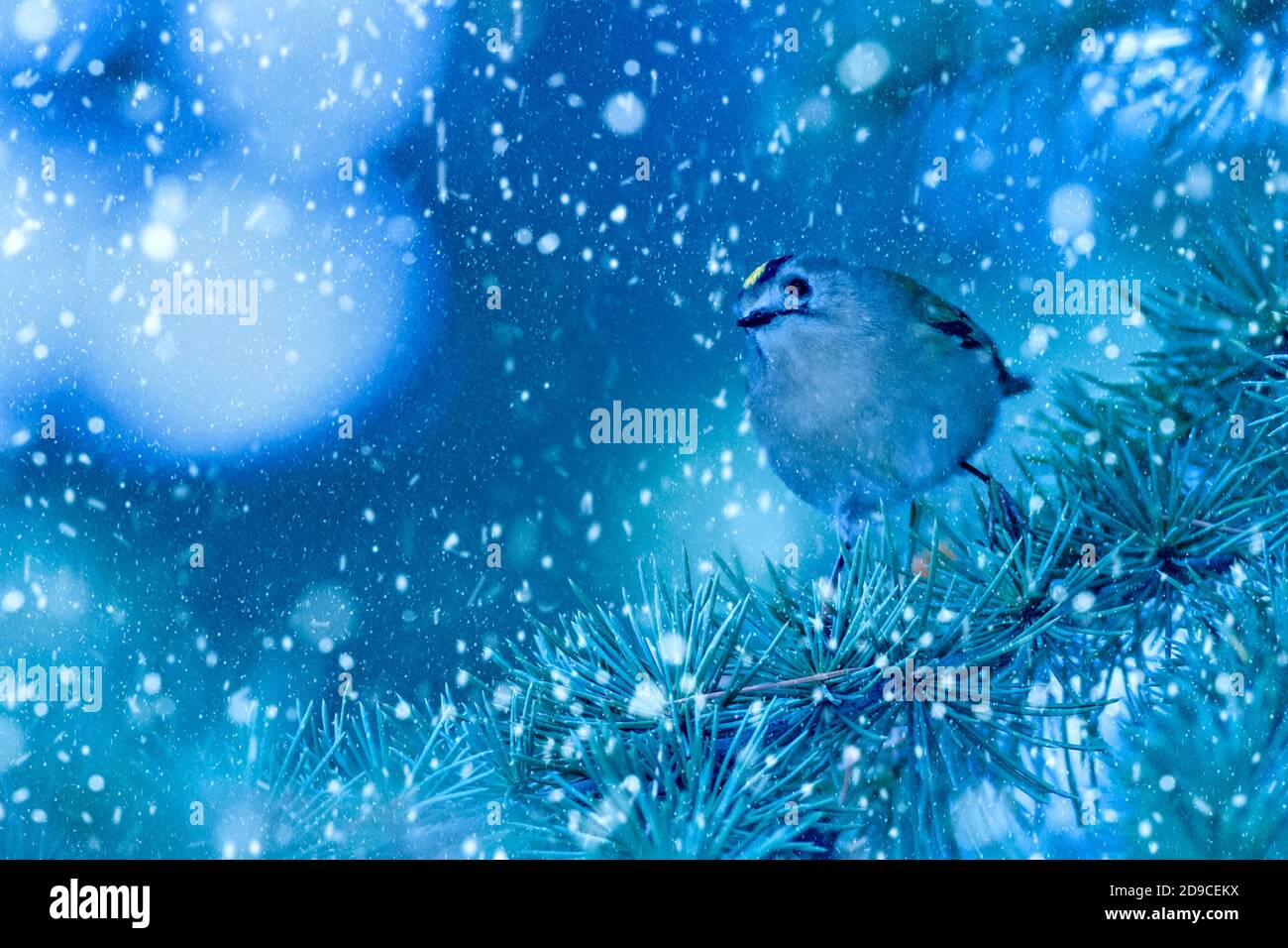 Winter season and animals. Falling snow. Nature background Stock Photo ...