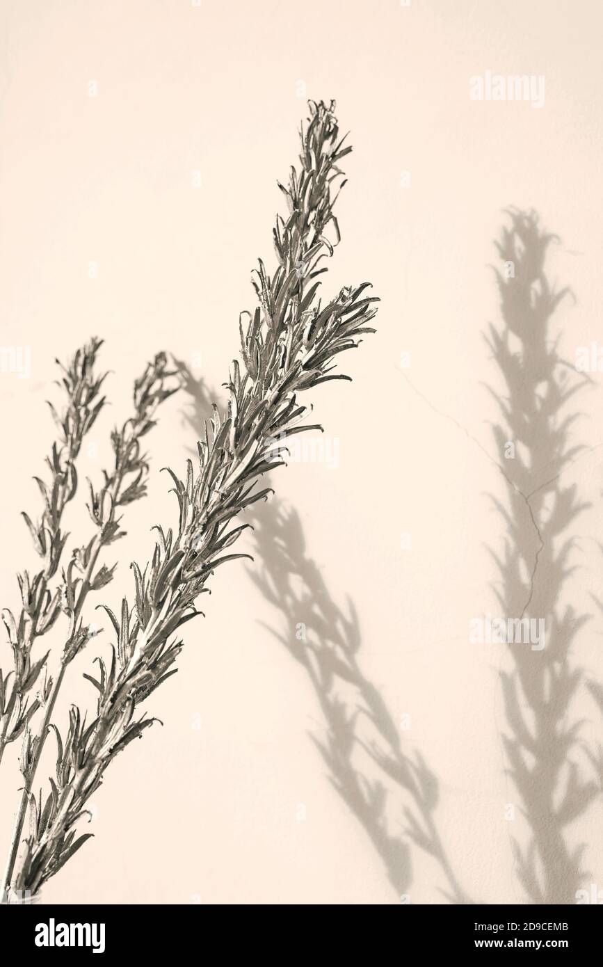 Silver twigs and dark shadows on a white wall Stock Photo - Alamy