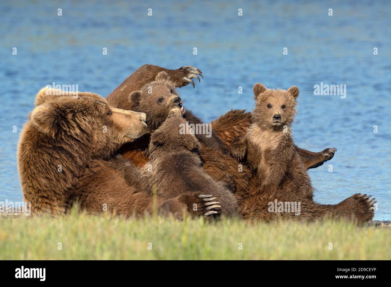 Coastal Brown bears Stock Photo - Alamy