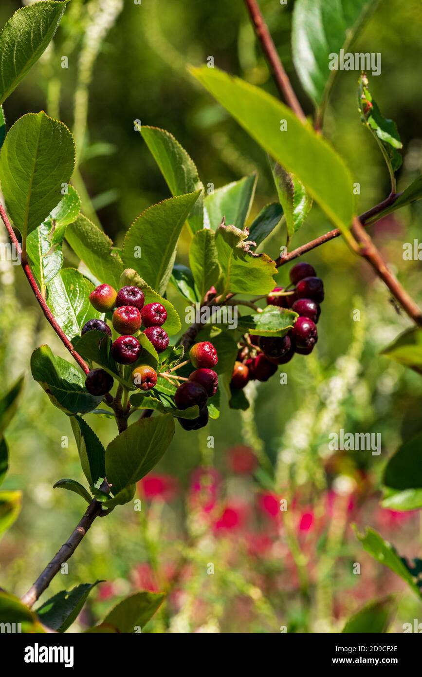 Black chokeberry aronia melanocarpa hi-res stock photography and images ...