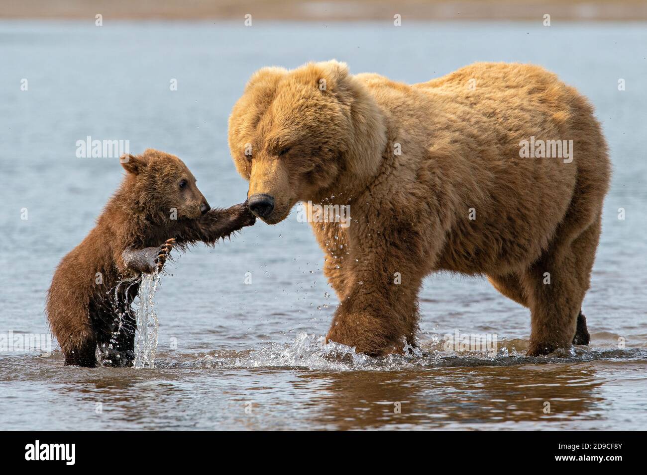 Huge teddy bears hi-res stock photography and images - Alamy