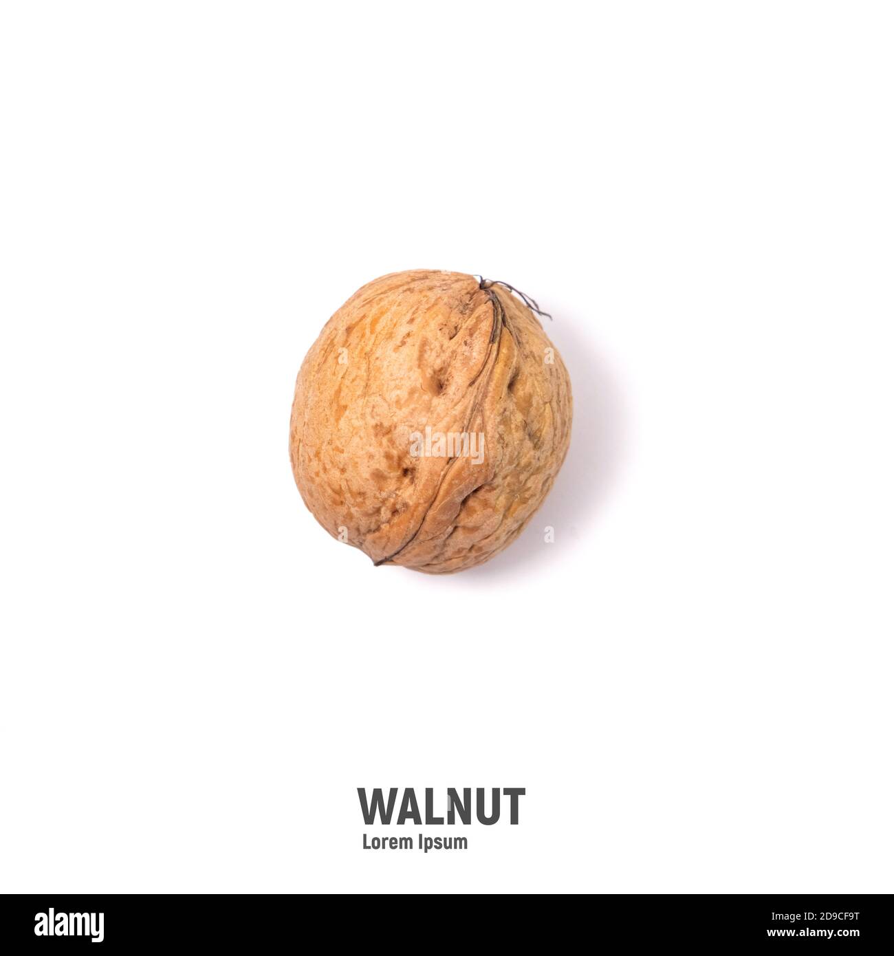Walnuts isolated on white background. Walnut kernels and whole walnuts ...