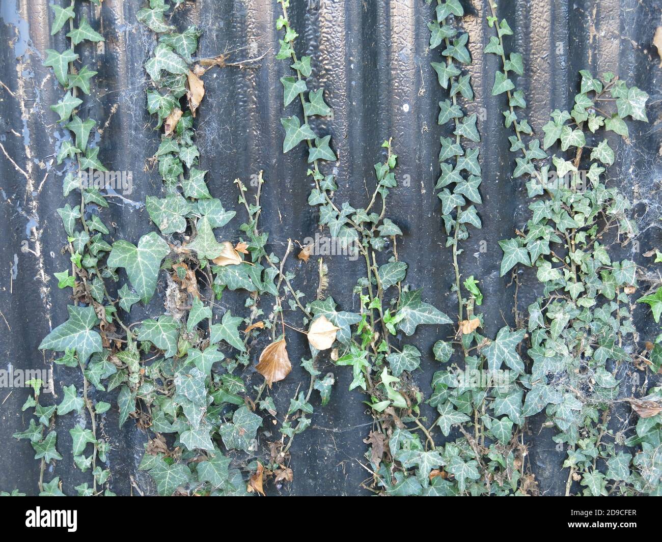 Ivy scrambles up the side of a corrugated iron shed and makes pretty ...
