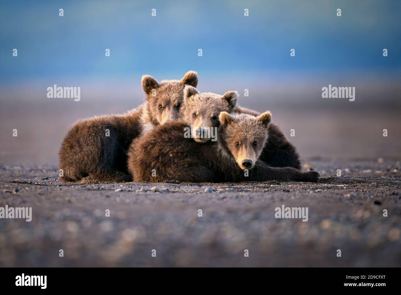 Coastal Brown bears Stock Photo - Alamy