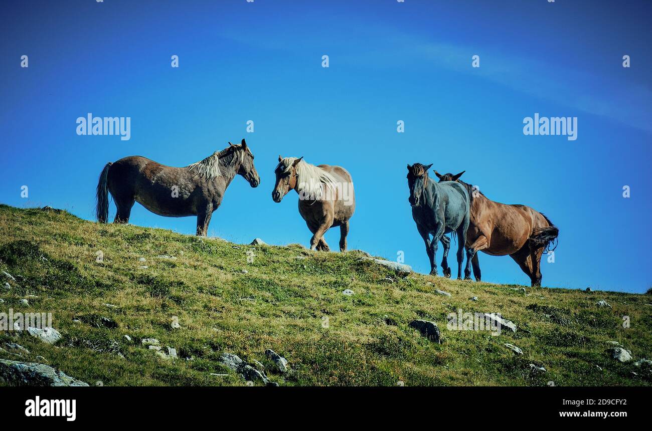 Wild mammals romania hi-res stock photography and images - Alamy