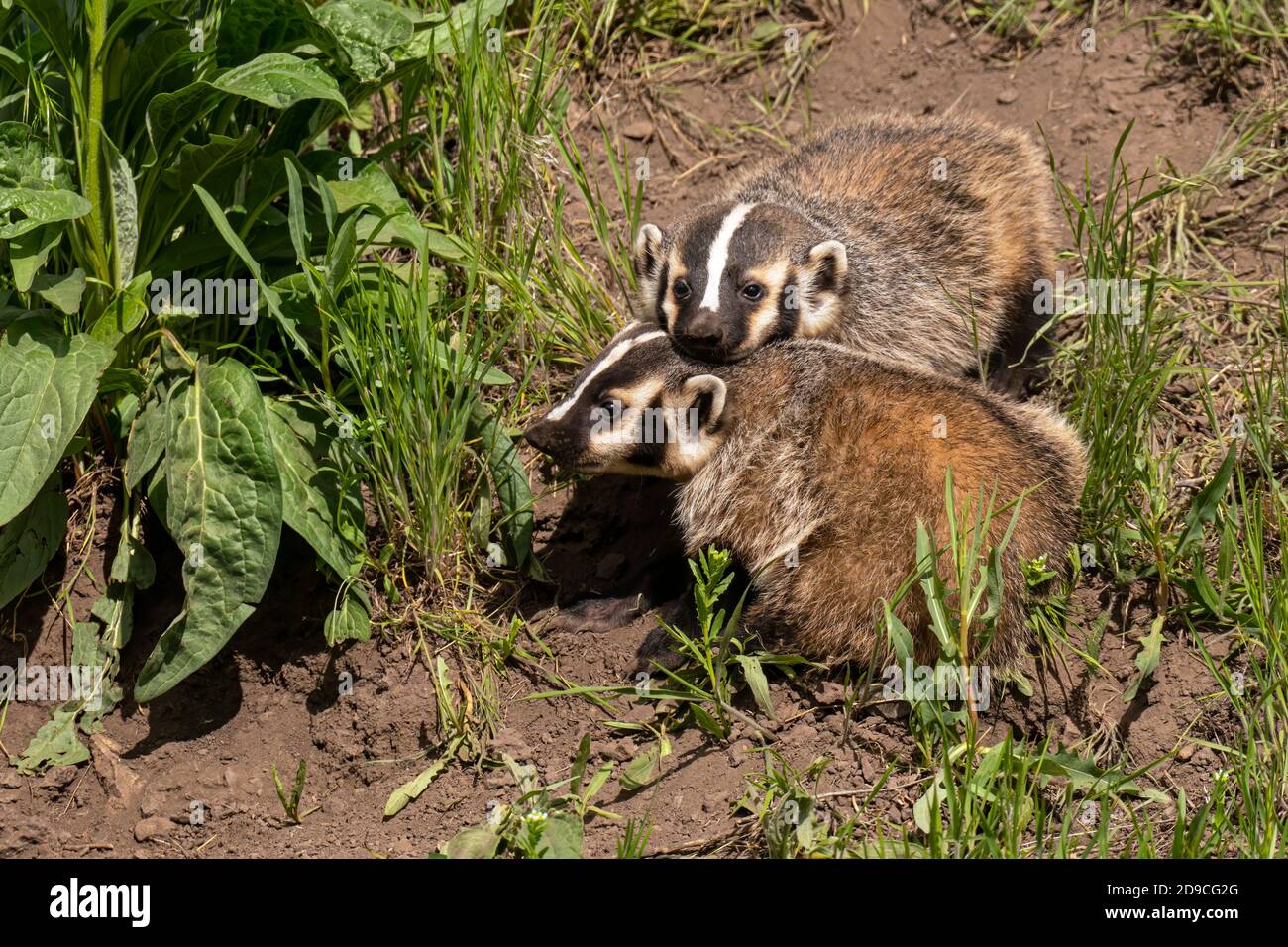 Badger baby hi-res stock photography and images - Alamy