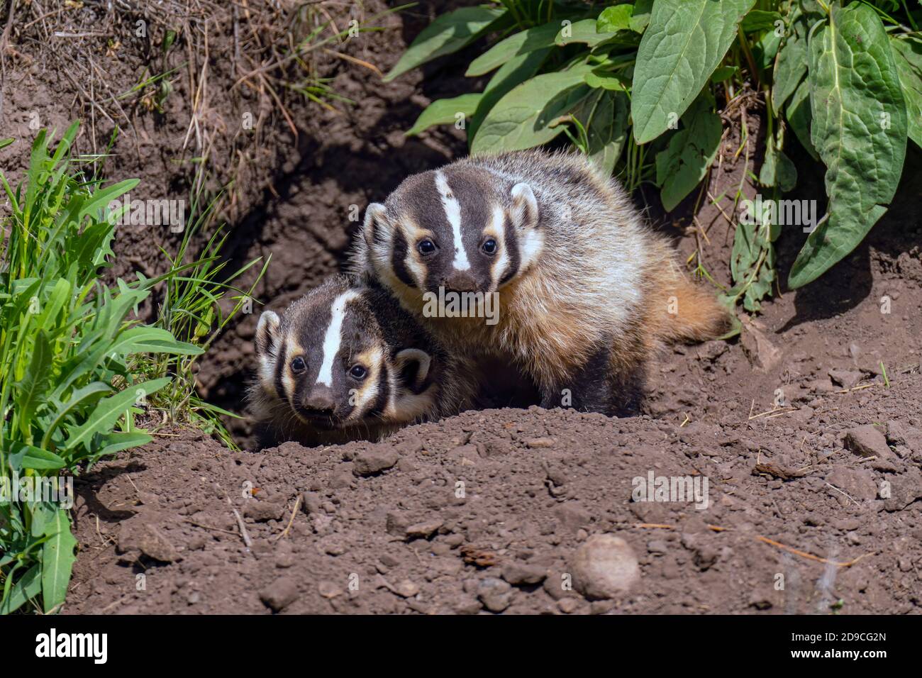 Badger baby hi-res stock photography and images - Alamy
