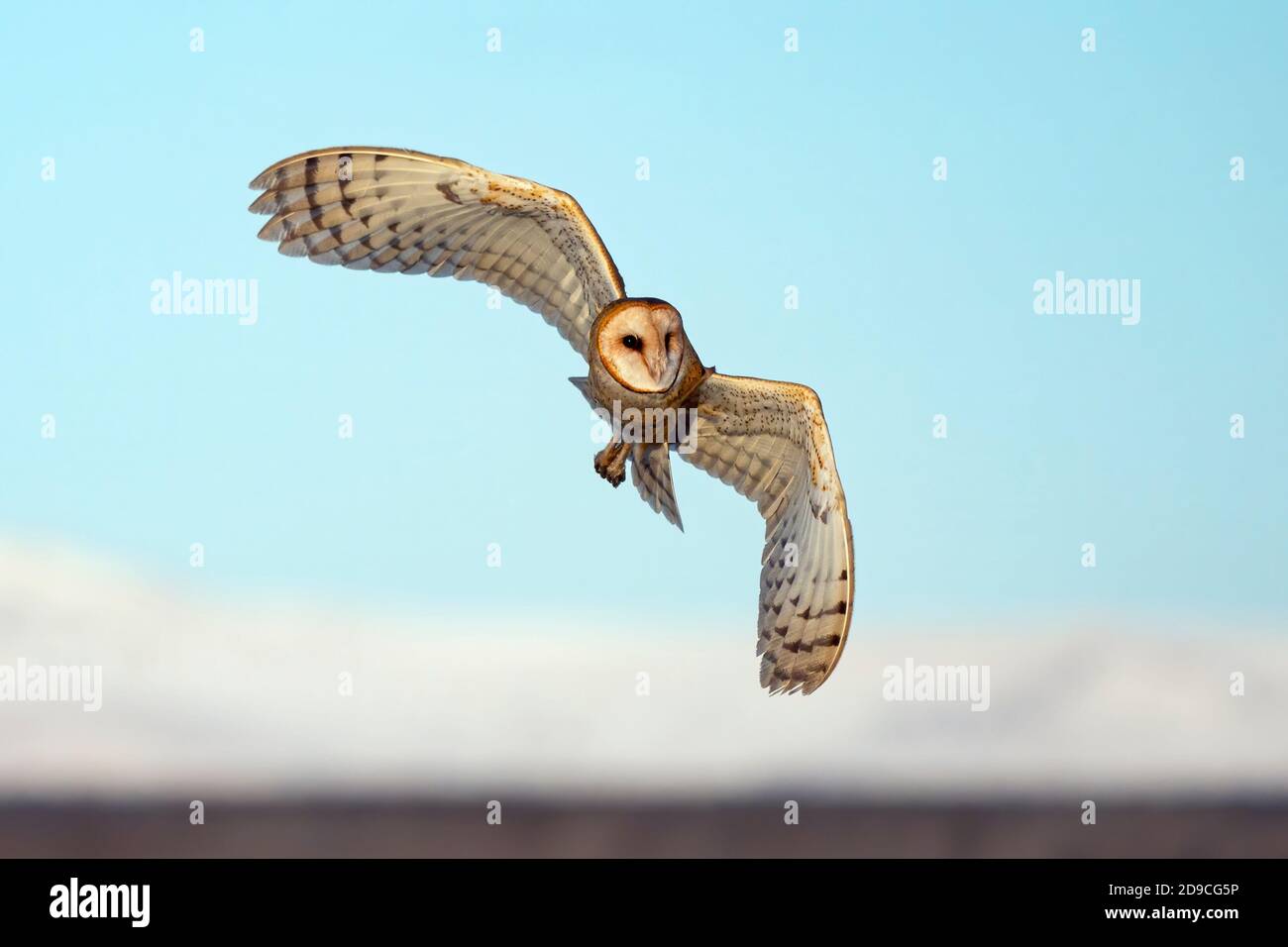 Barn owl fly winter hi-res stock photography and images - Alamy