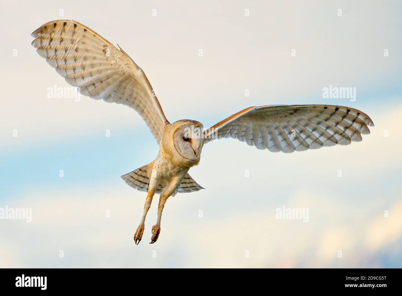 Barn owl fly winter hi-res stock photography and images - Alamy