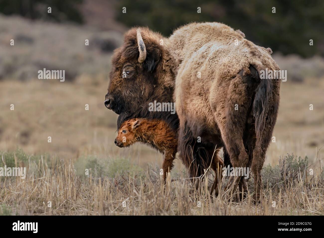Bison wildlife hi-res stock photography and images - Alamy
