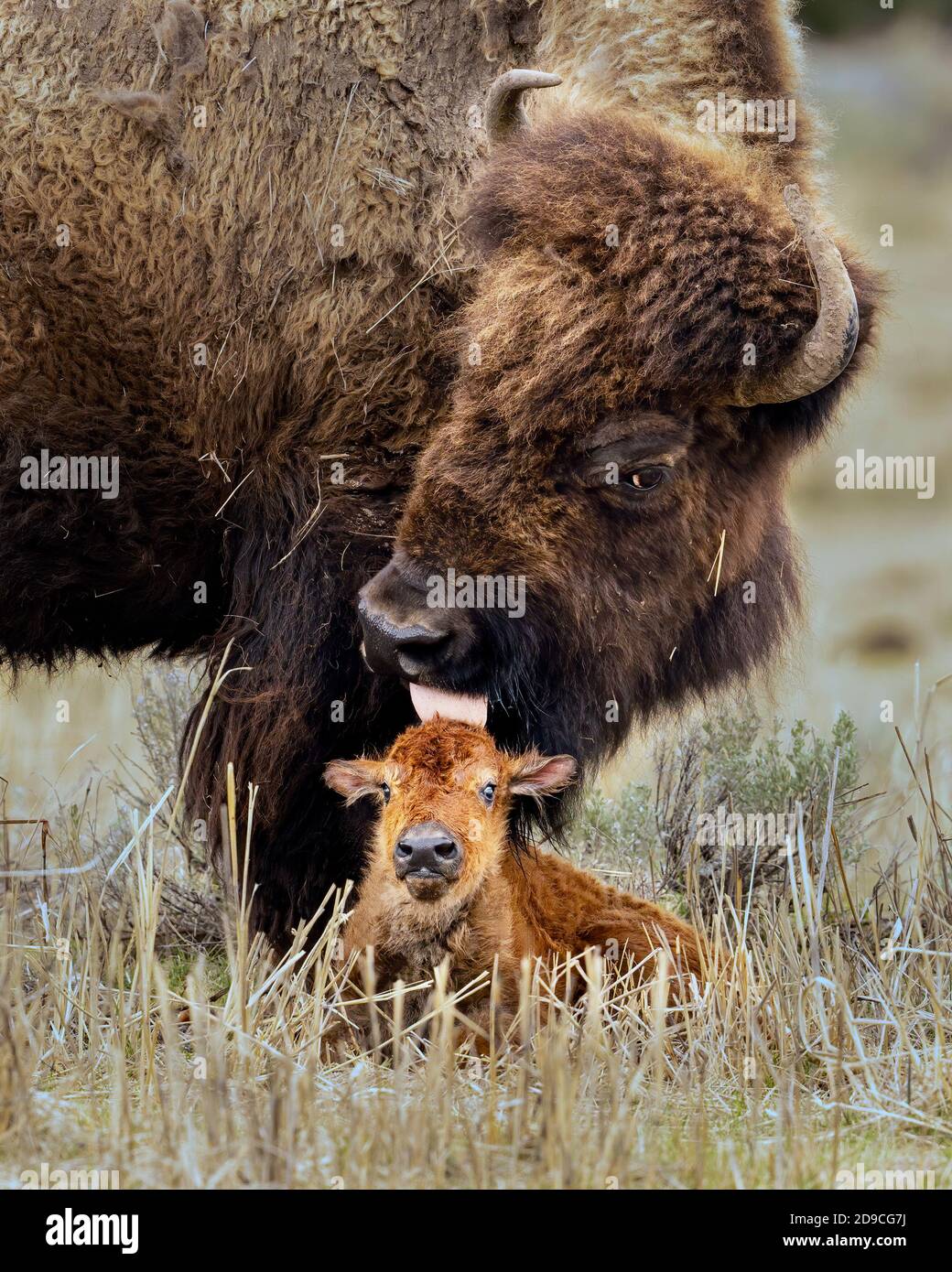 American bison or american buffalo bison bison cow and calf hi-res ...