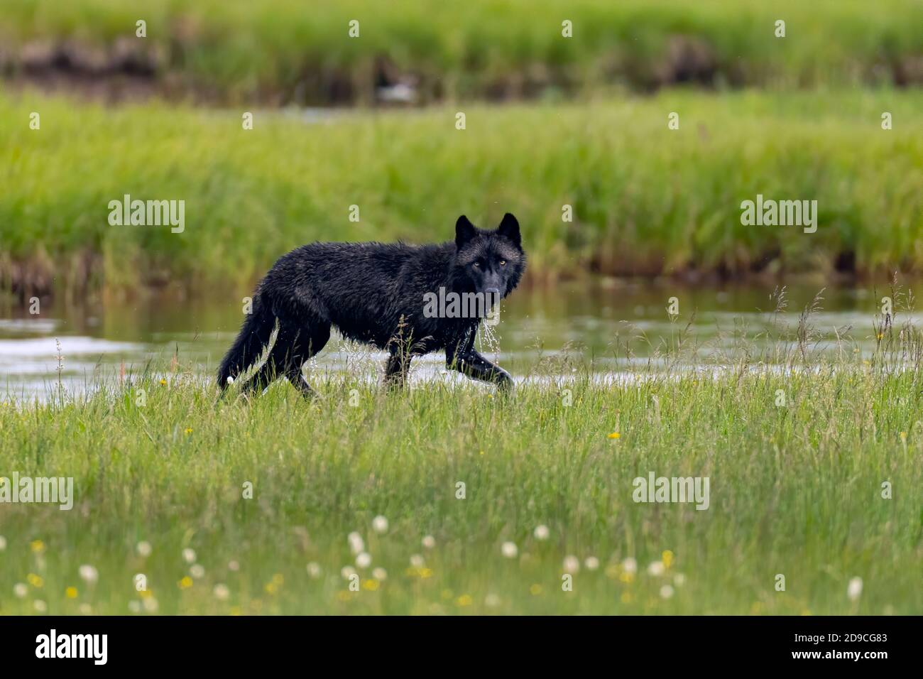 Wolf hi-res stock photography and images - Alamy