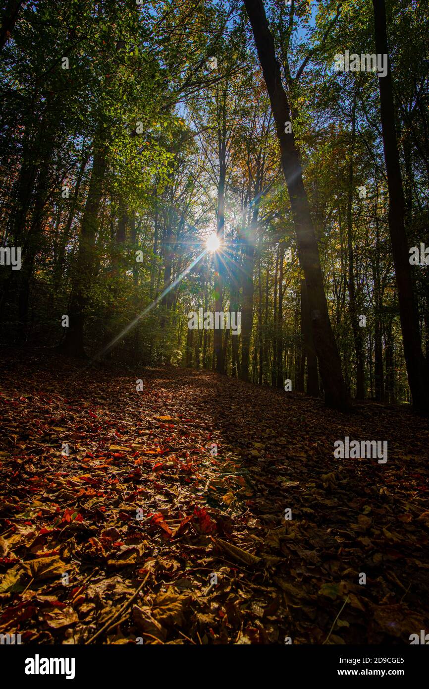 A beam of sun light coming through the trees in the forest. The ray of ...