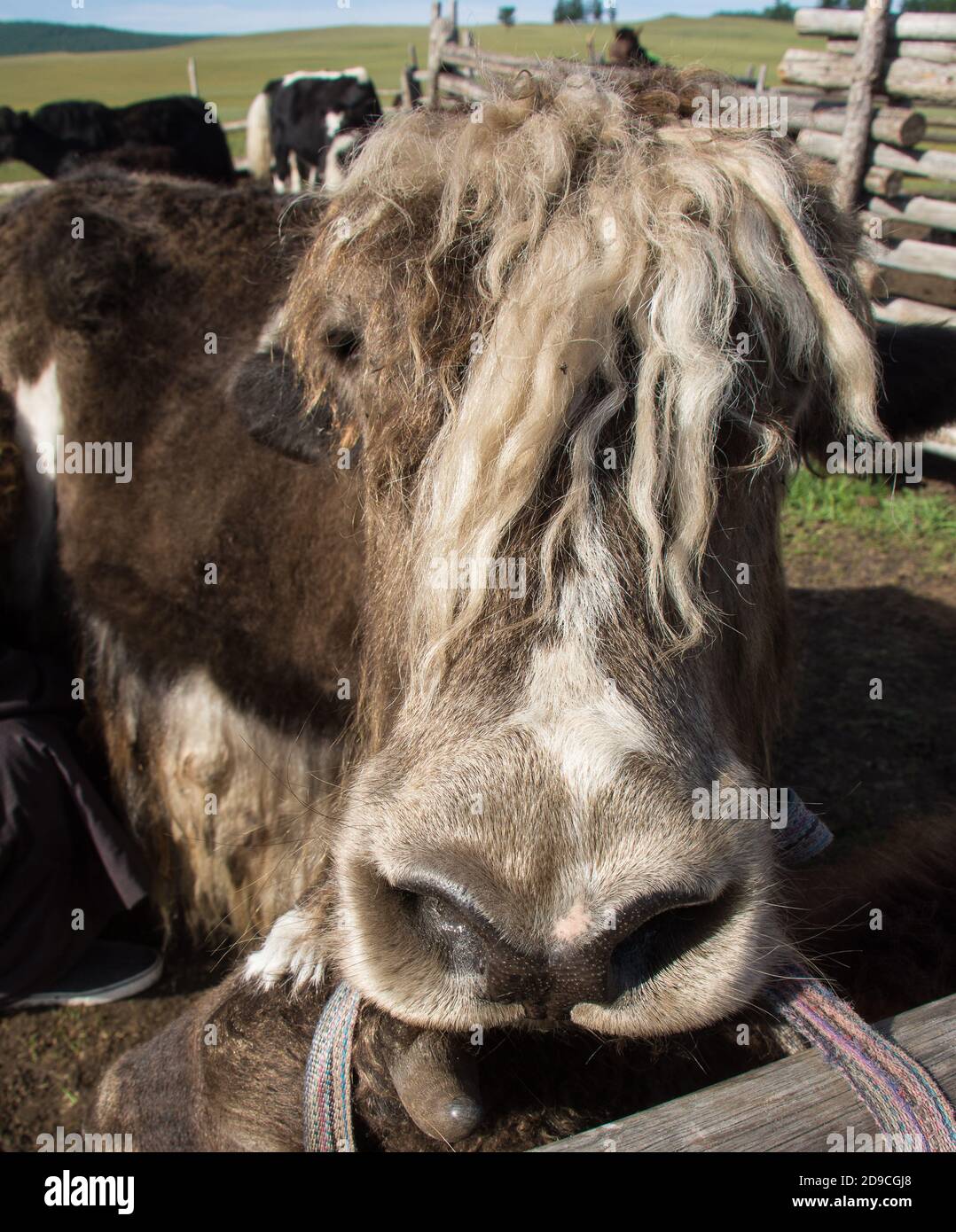 A Yak used for milking in Mongolia Stock Photo - Alamy