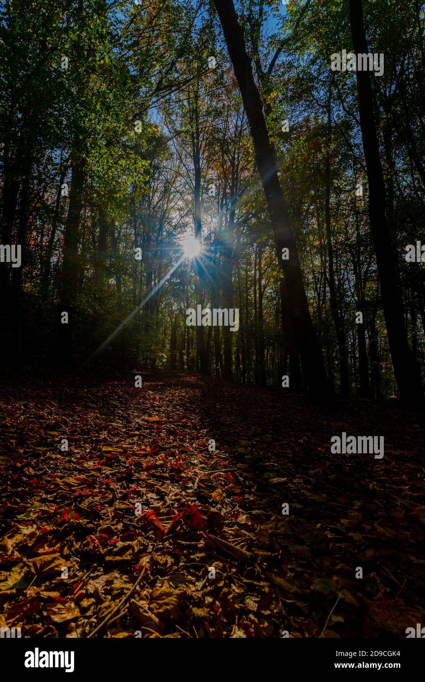 A beam of sun light coming through the trees in the forest. The ray of ...