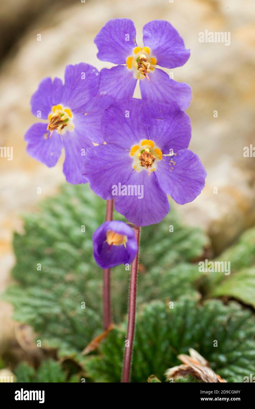 Ramonda plant hi-res stock photography and images - Alamy