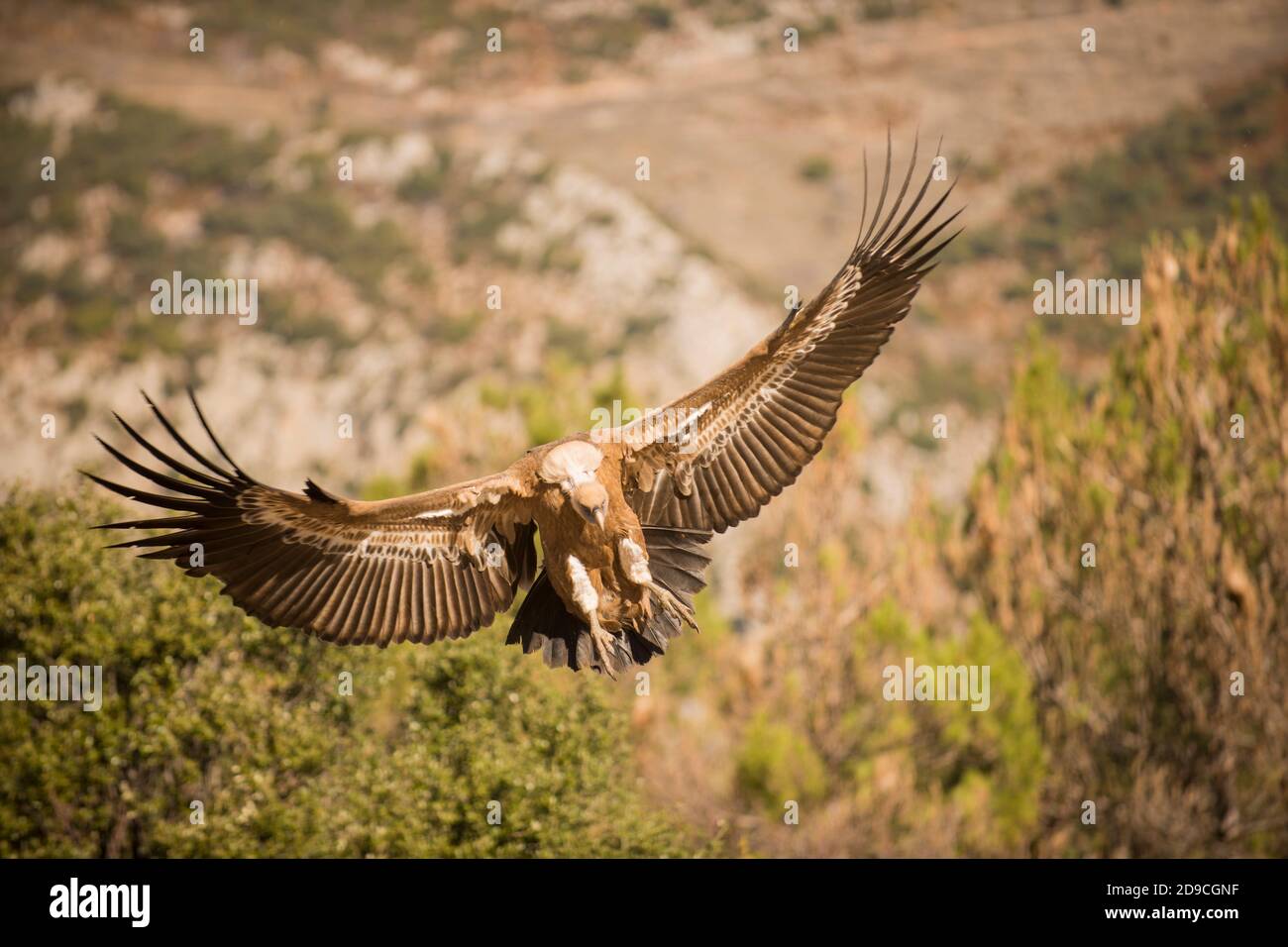 Vulture mountains hi-res stock photography and images - Alamy