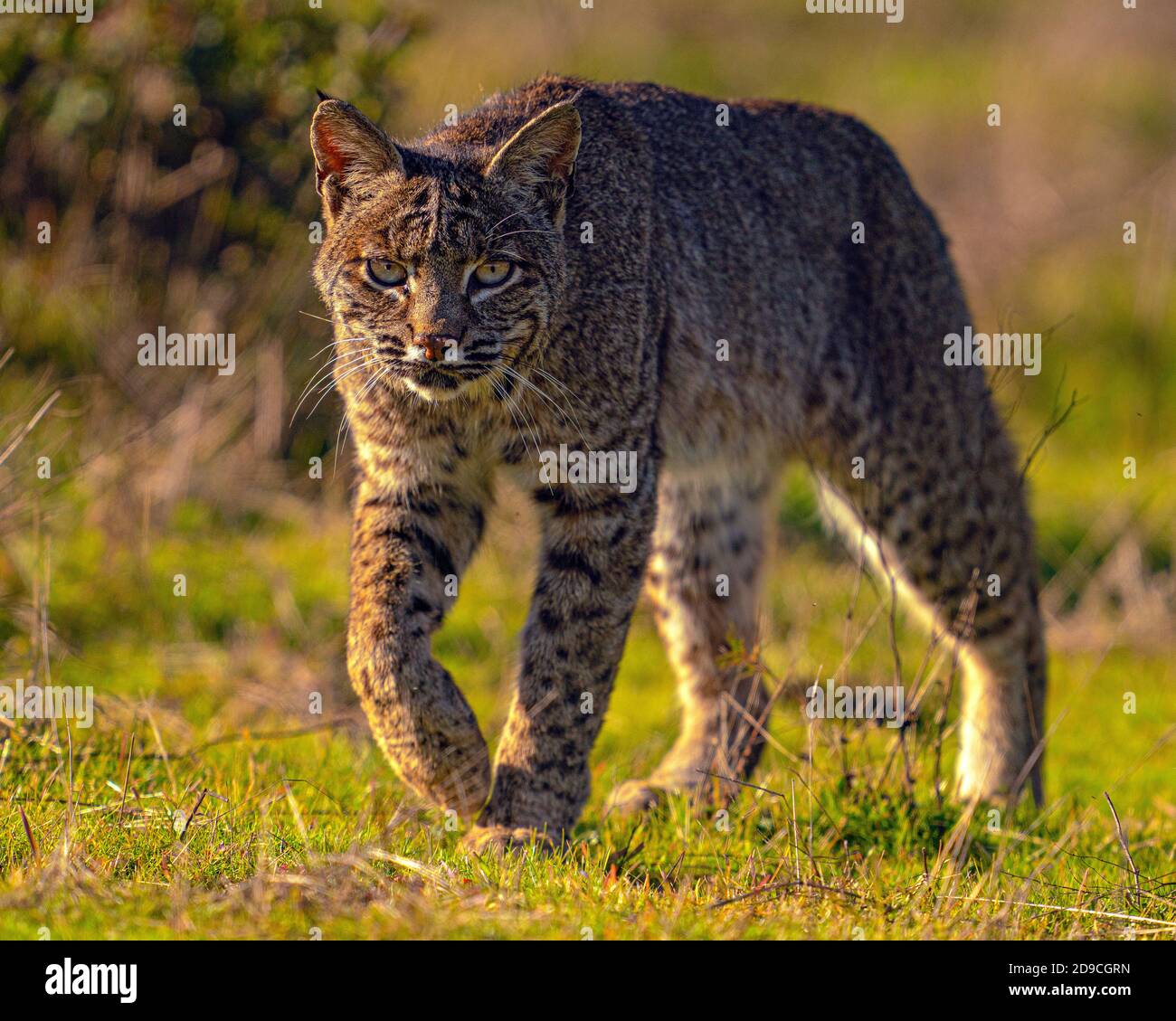 Bob cat stalking hi-res stock photography and images - Alamy