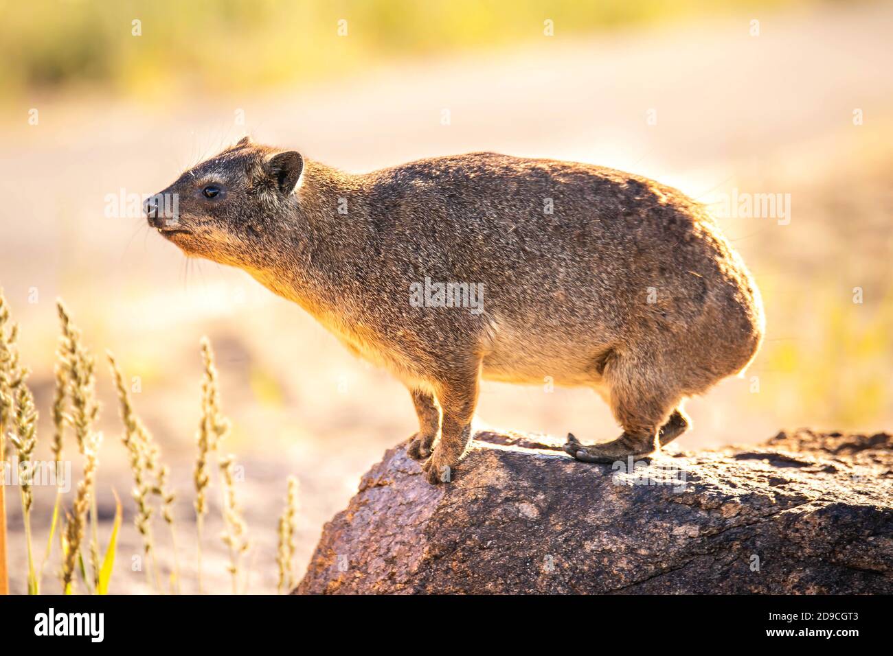 South African Rock Dassie isolated Stock Photo - Alamy