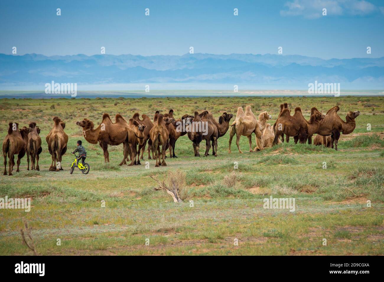 Wild Bactrian camels in the Gobi Desert Mongolia Stock Photo - Alamy