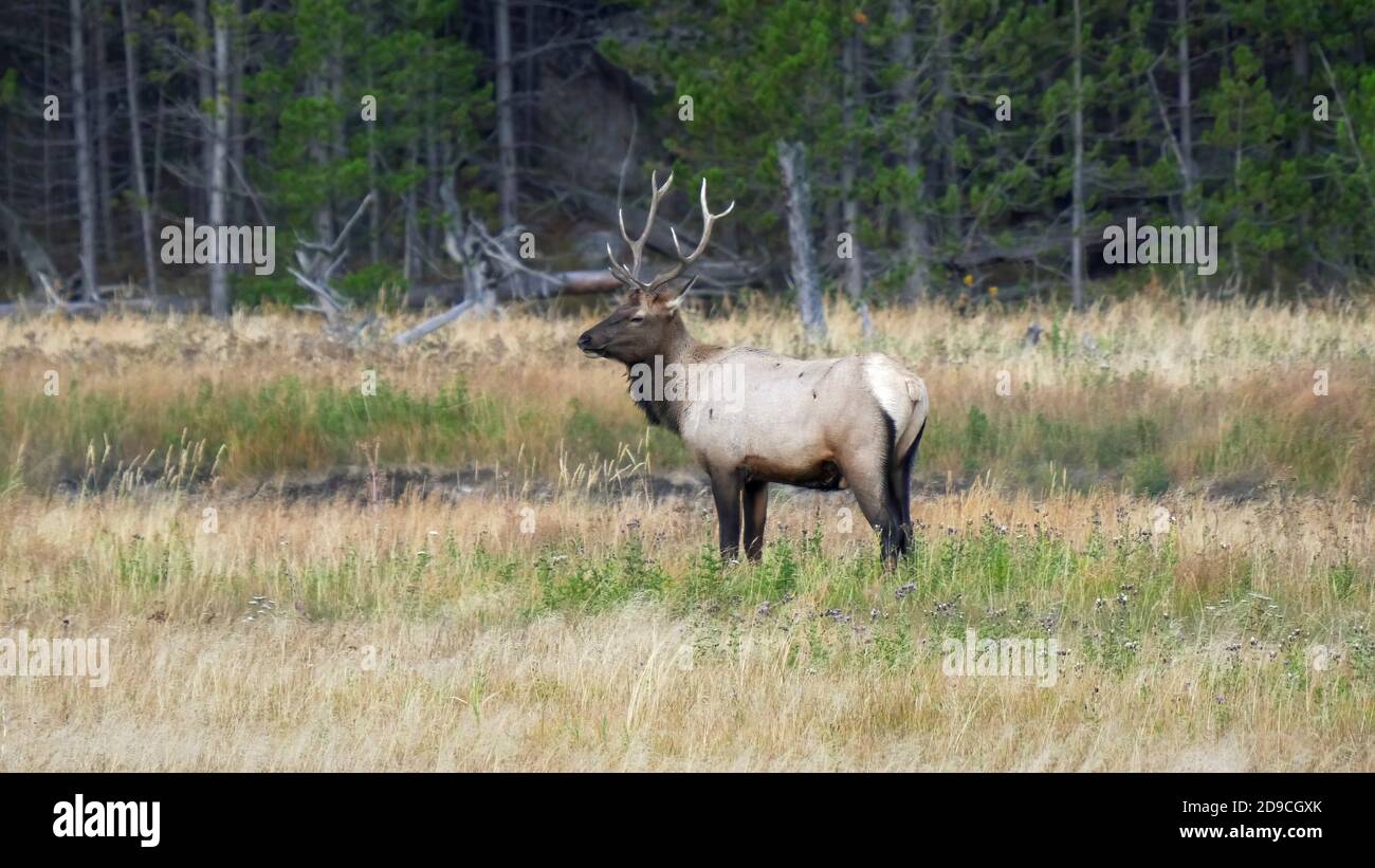 side view of an elk stag standing beside the madison river on misty ...
