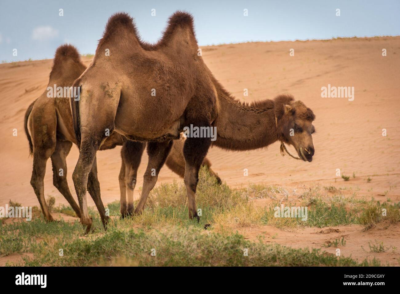 Wild Bactrian camels in the Gobi Desert Mongolia Stock Photo - Alamy