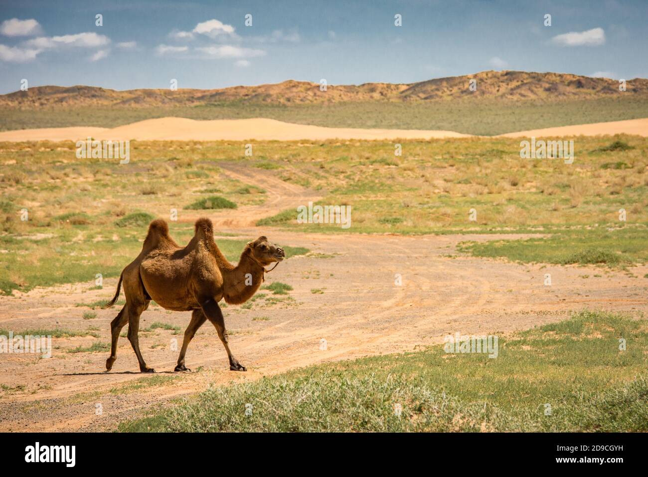 Wild Bactrian camels in the Gobi Desert Mongolia Stock Photo - Alamy