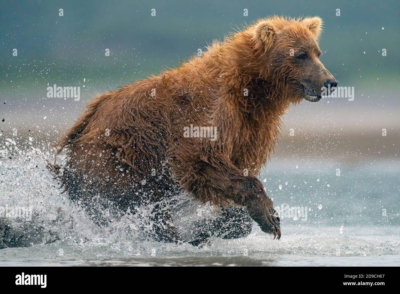 Coastal Brown bears Stock Photo - Alamy
