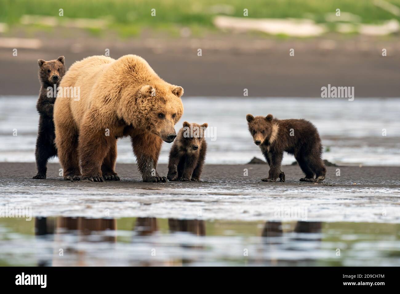 Coastal Brown bears Stock Photo - Alamy