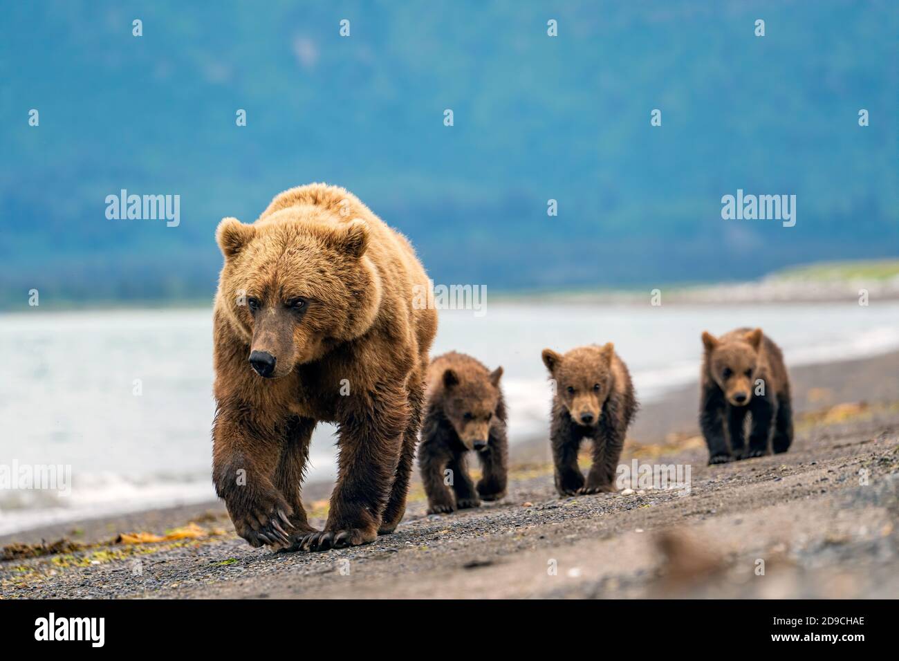 Coastal Brown bears Stock Photo - Alamy