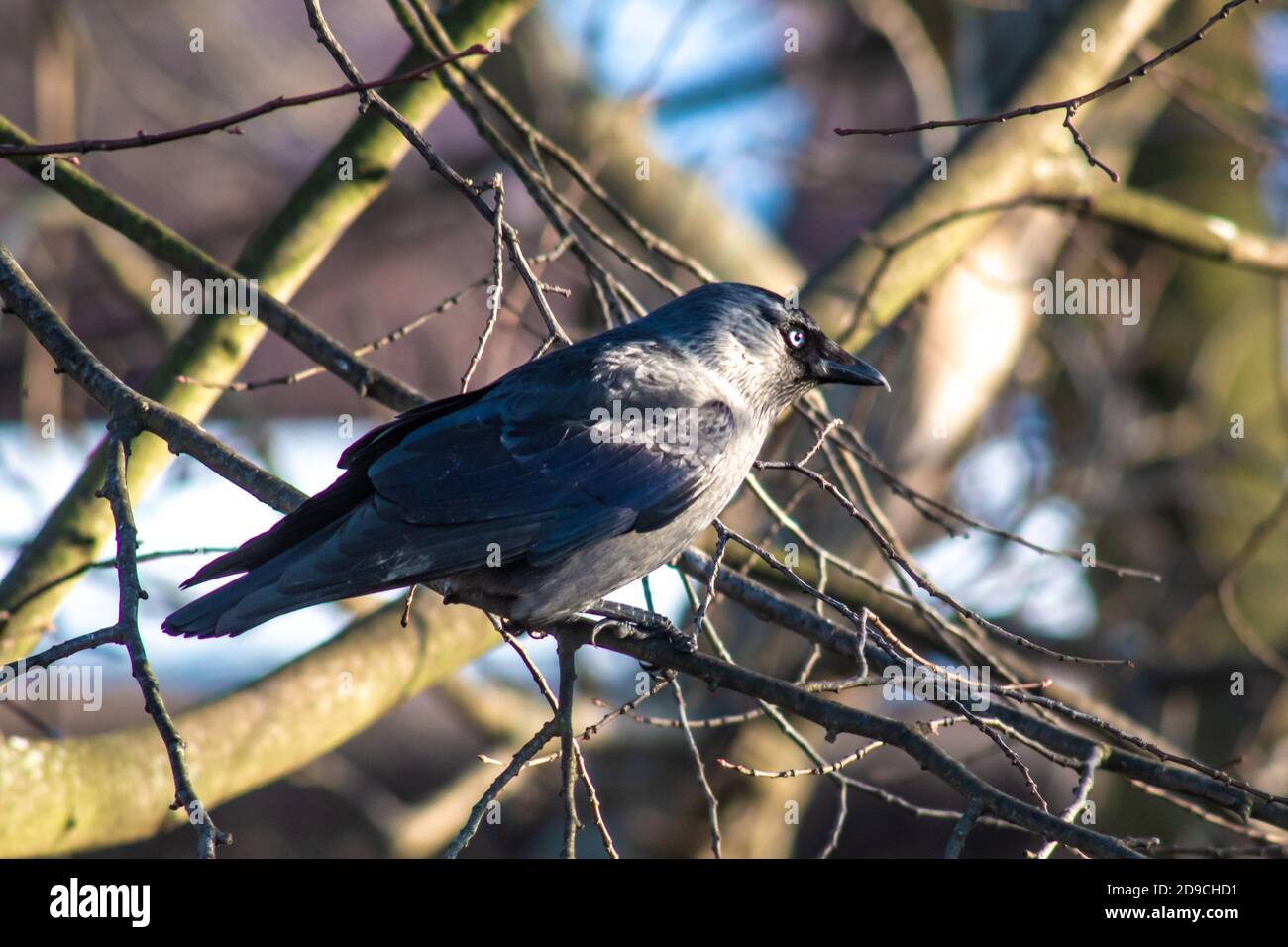 Raven sitting on leafless tree hi-res stock photography and images - Alamy