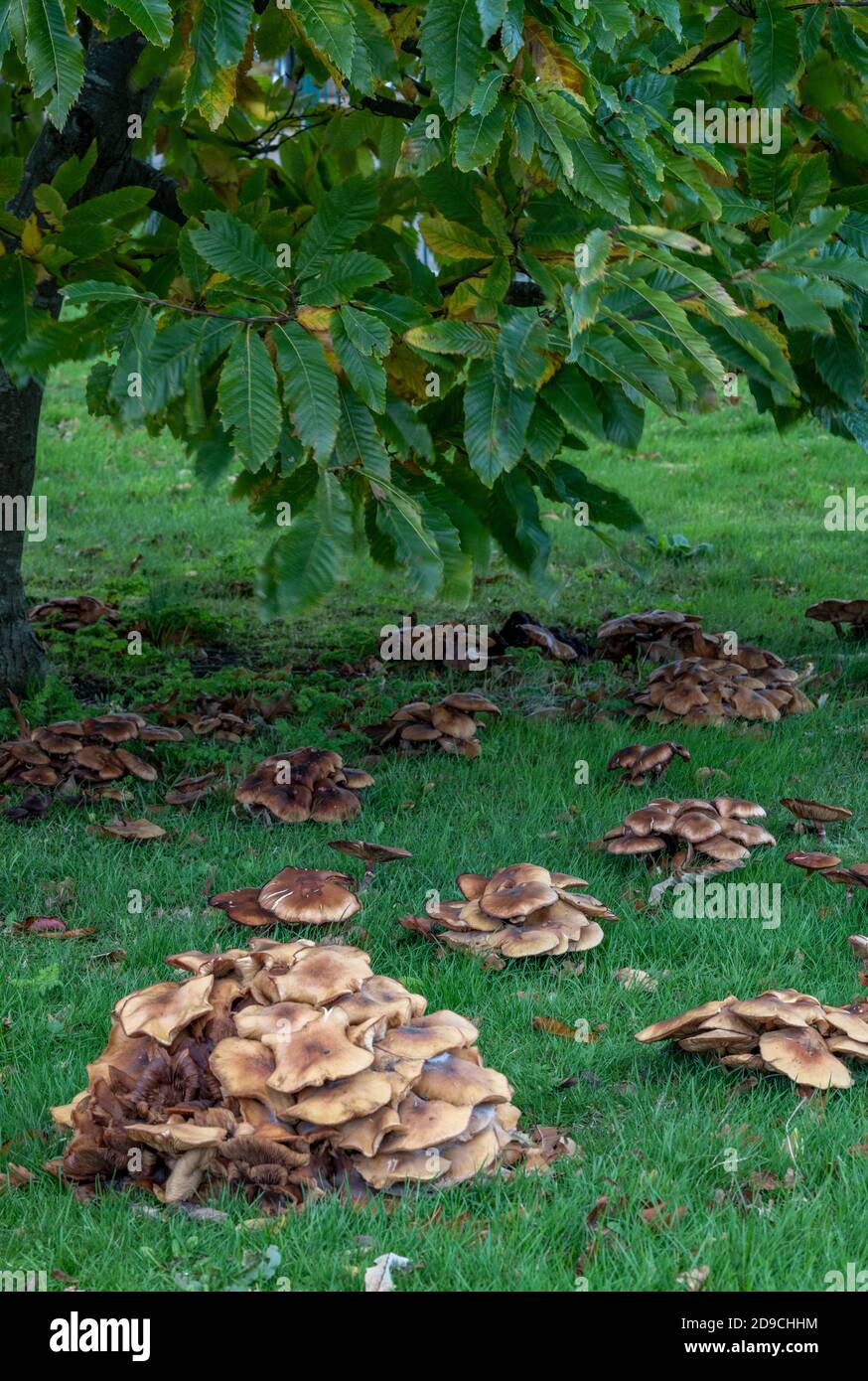 Under the spreading chestnut tree hi-res stock photography and images ...