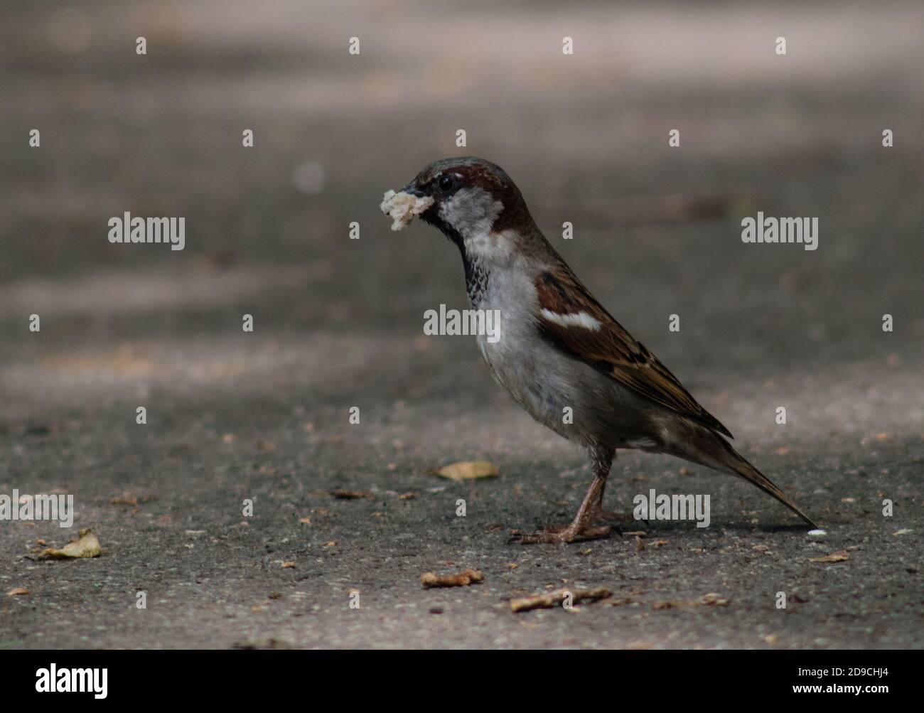 Closeup of a little sparrow with a piece of dough in its beak standing ...