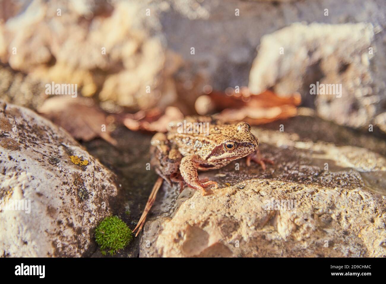 A frog, Slightly blurred in the sunlight, sits on the rocks Stock Photo ...