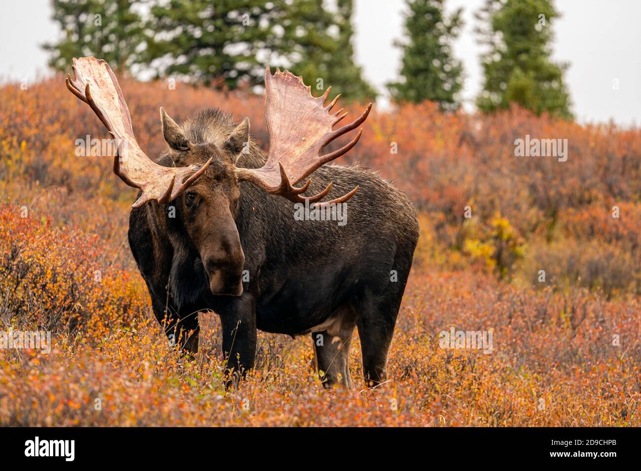 Giant Moose High Resolution Stock Photography and Images - Alamy