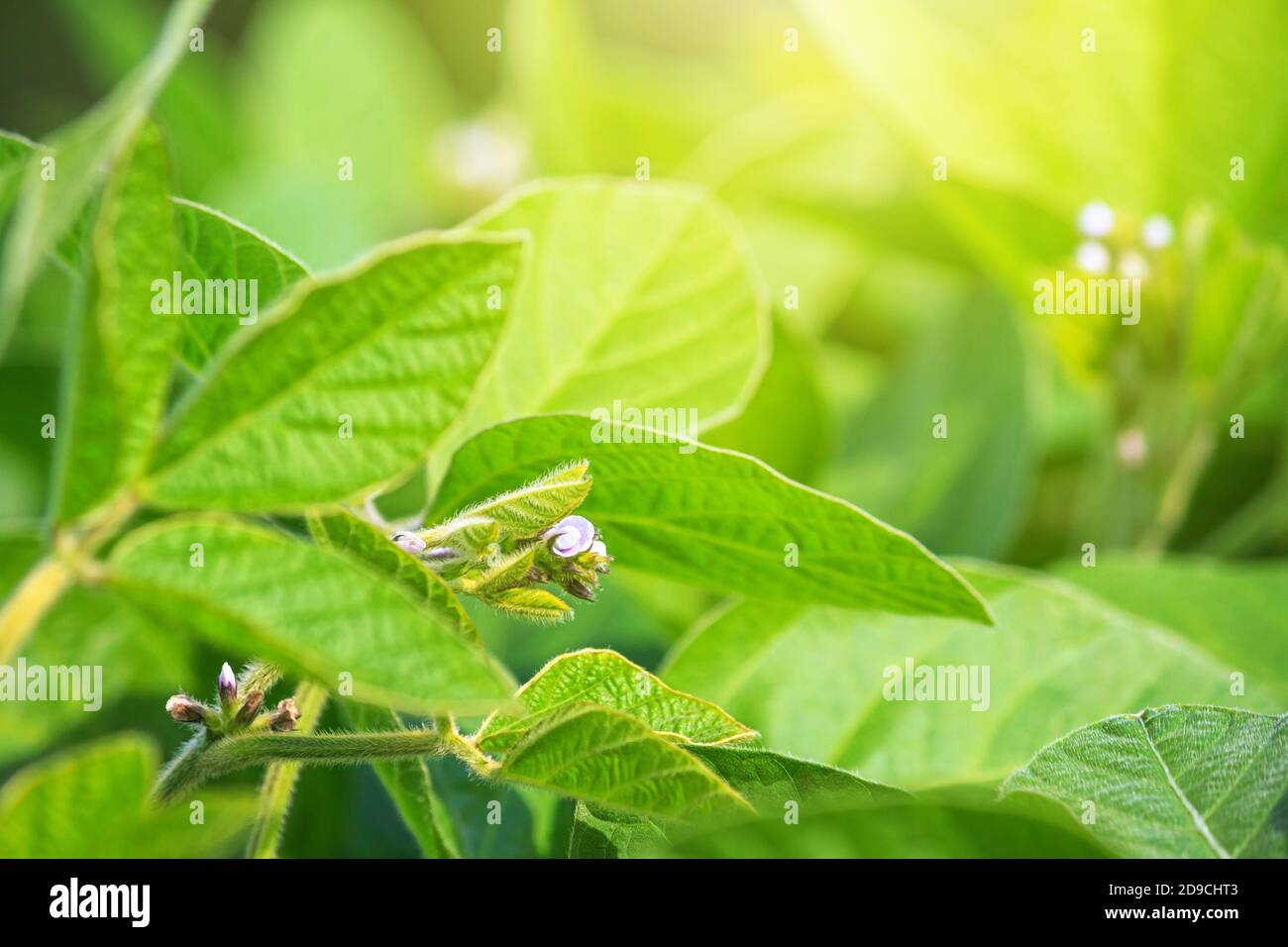 Blooming soybean plant close-up on the background of an agricultural ...