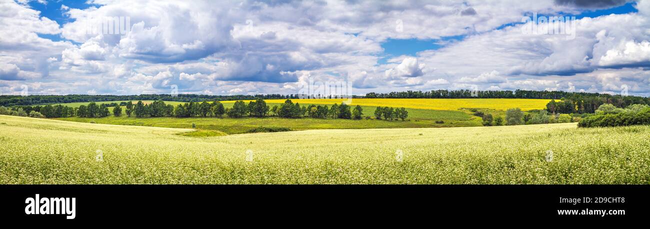 Rural landscape, banner, panorama - blooming buckwheat field under the ...