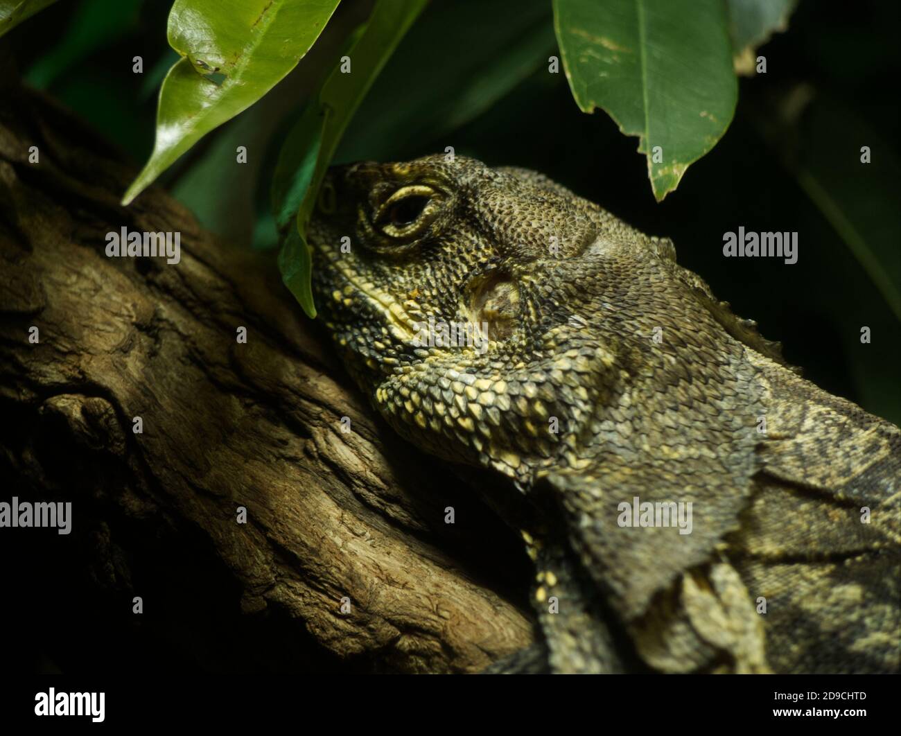 Reptile animals zoo leipzig germany summer nature Stock Photo - Alamy