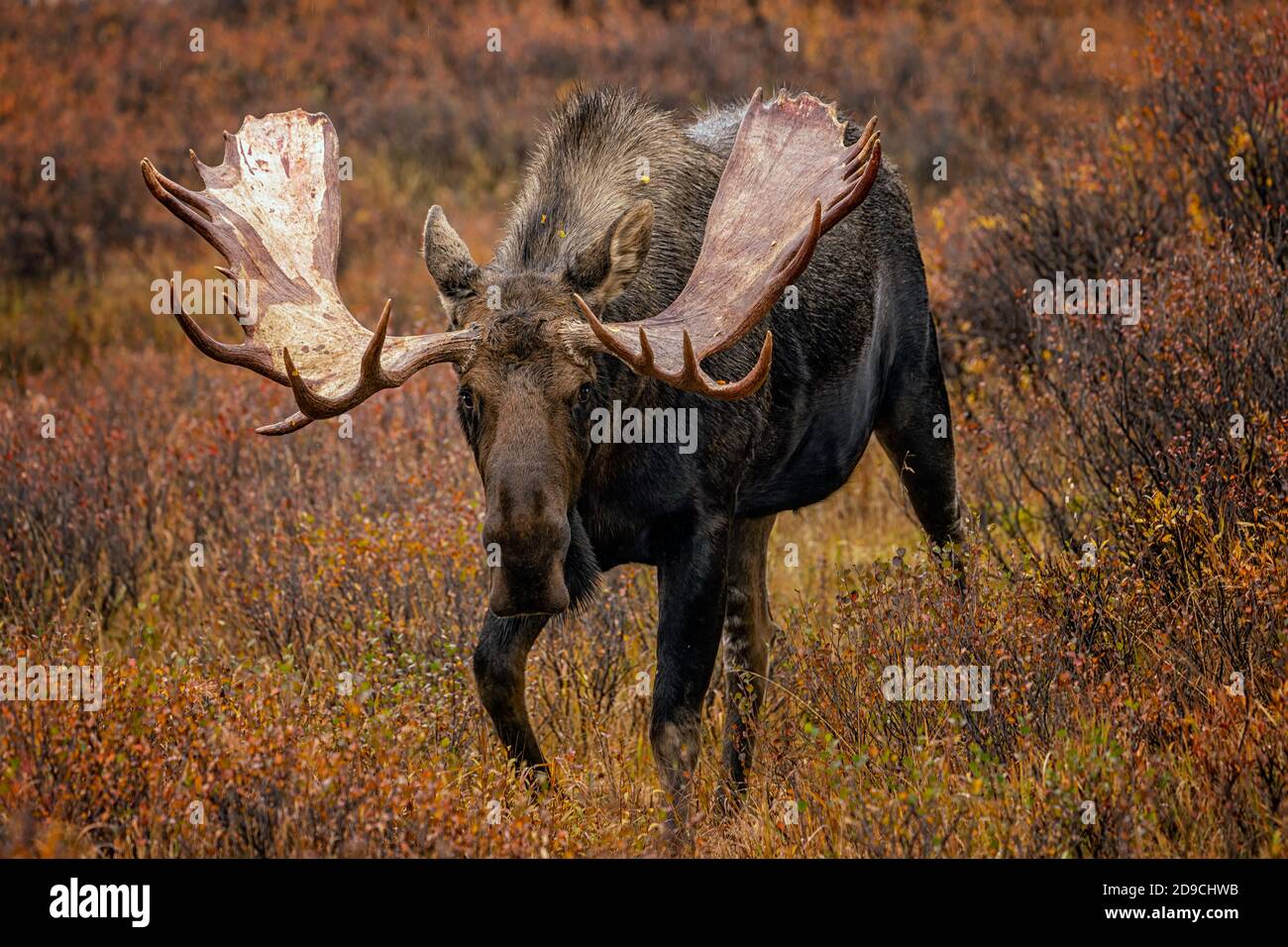 Monster moose hi-res stock photography and images - Alamy