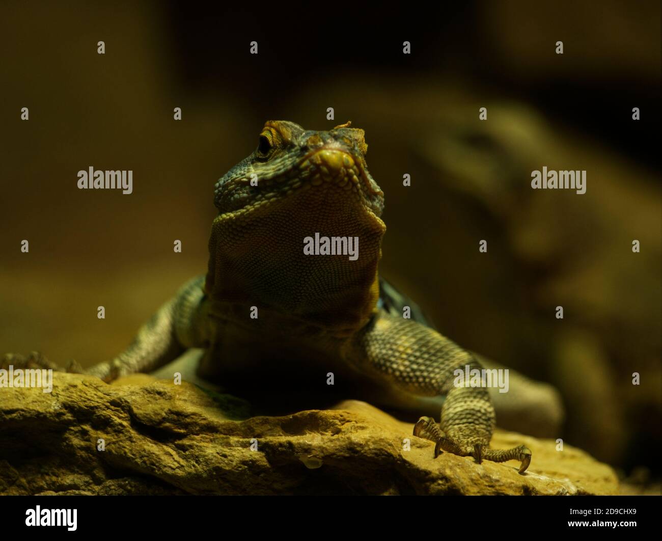 Zoo reptiles hi-res stock photography and images - Alamy