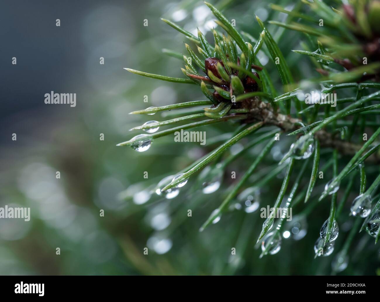 Closeup of a fir tree branch with water drops on its needles Stock ...