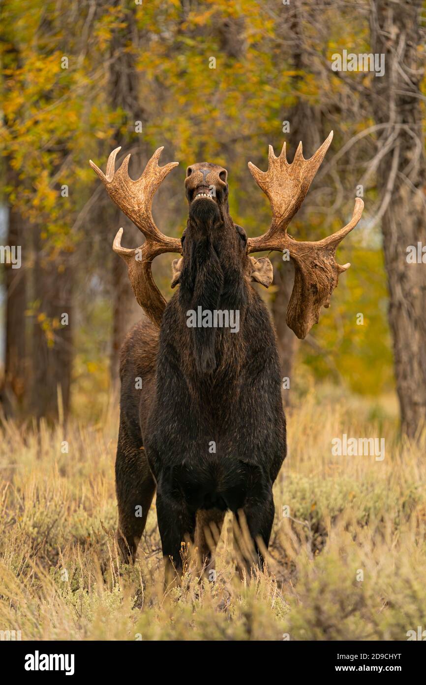 Trophy shiras moose hi-res stock photography and images - Alamy