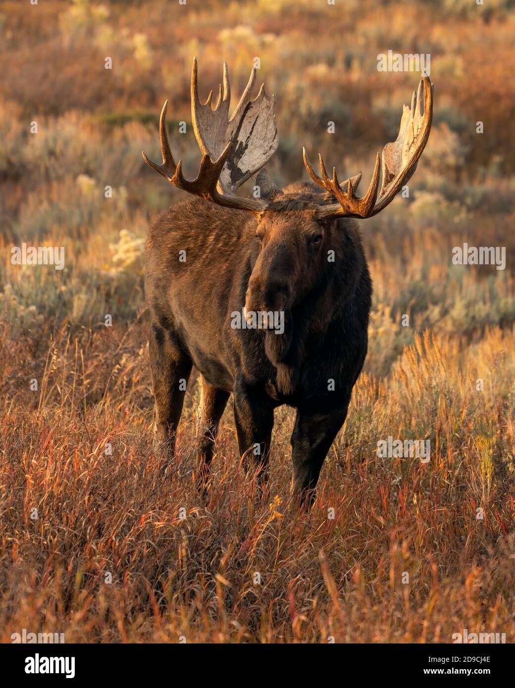 Trophy shiras moose hi-res stock photography and images - Alamy