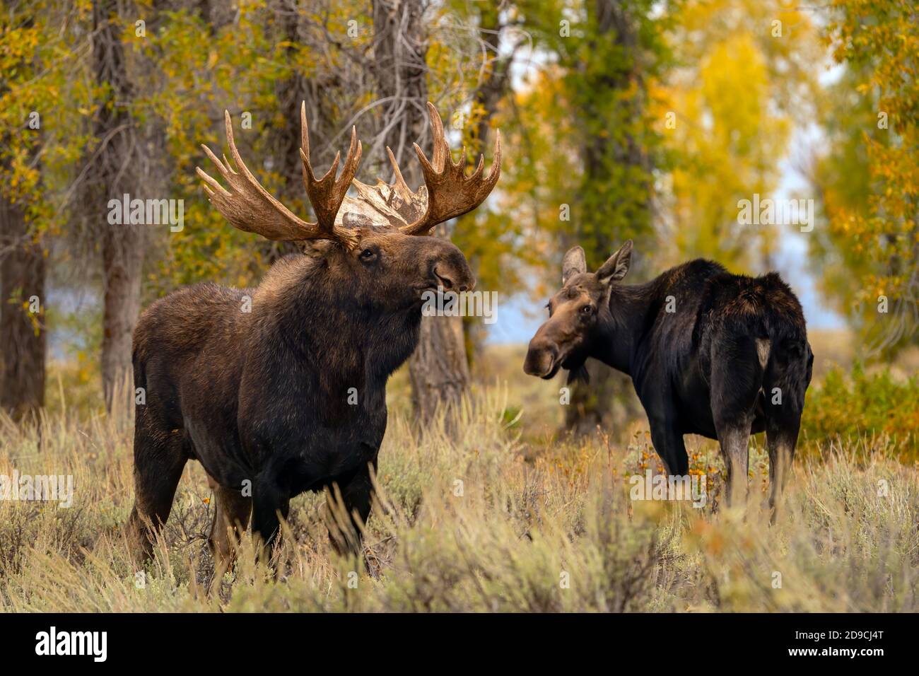 Trophy shiras moose hi-res stock photography and images - Alamy