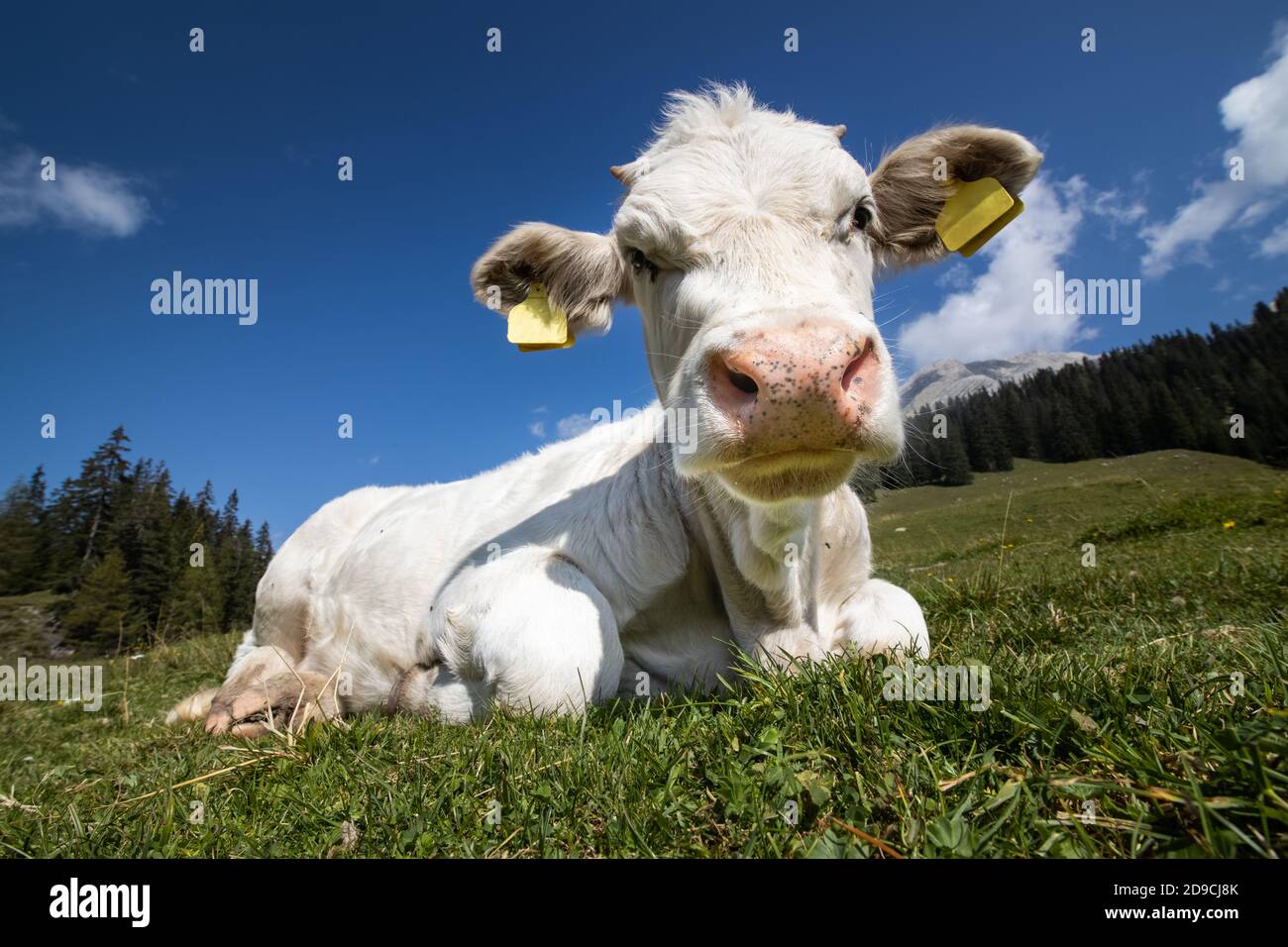 A picture of a cow in Cortina D'ampezzo, famous ski resort in the ...